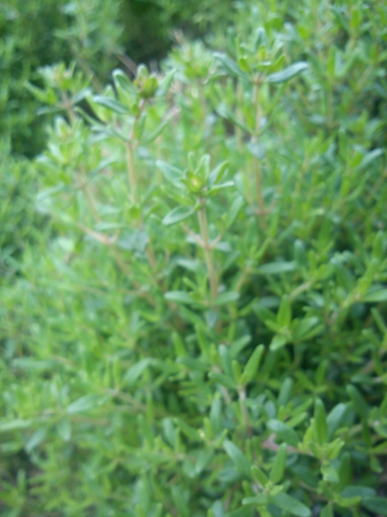 Timian | phytoterapi og undervisning