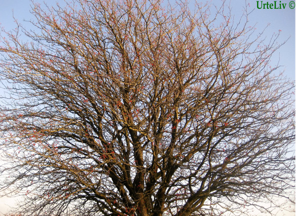 Lymfen | phytoterapi og undervisning